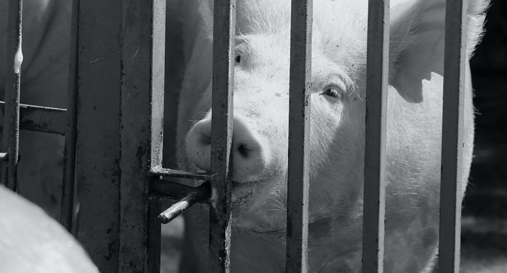 L’importance de l'odeur du verrat en reproduction porcine - Boarbetter